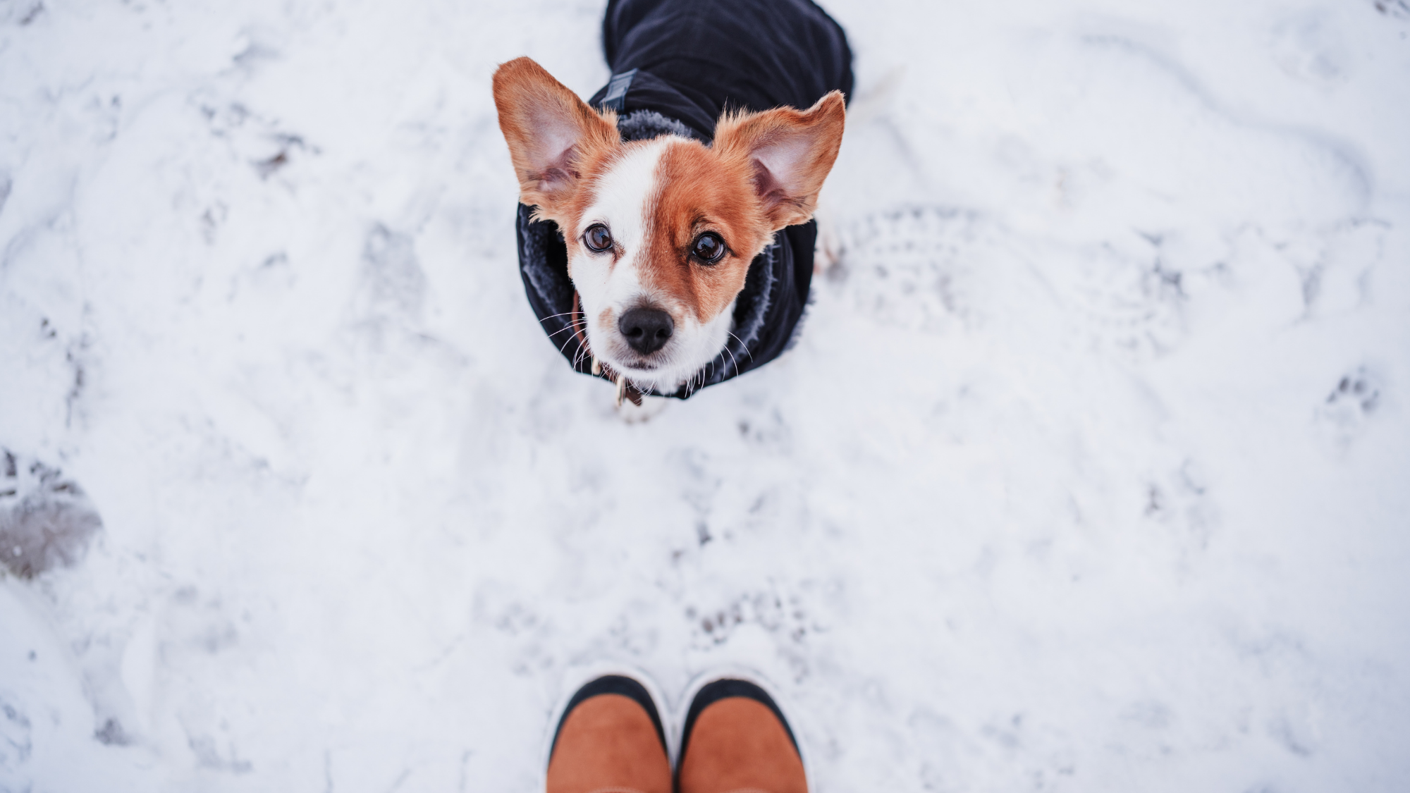 Winter Joint Stiffness in Dogs: Why Cold Weather Makes Changes More No ...