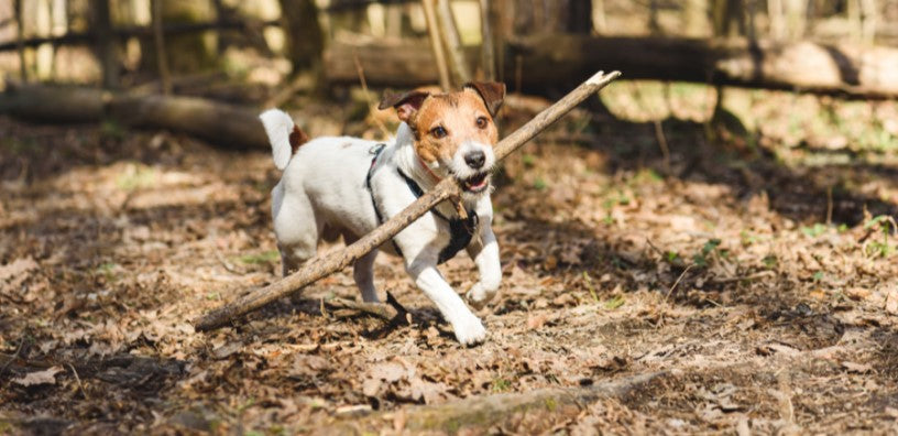 What is Decompression? How to Help Your Dog Unwind and Relax – PupGrade