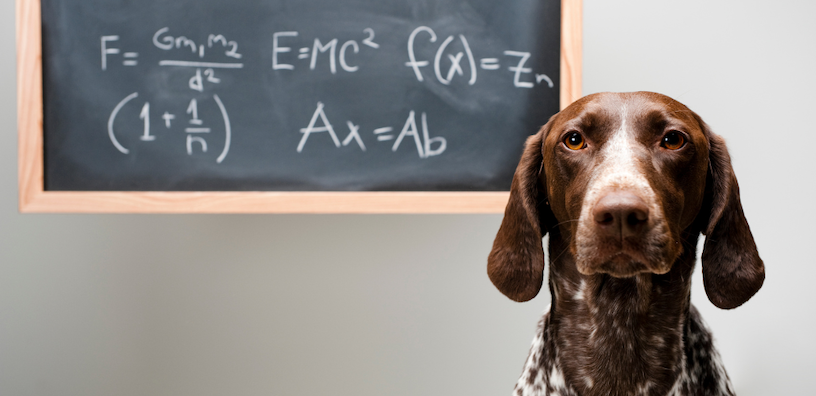 Dog Intelligence: How Smart are Dogs? – PupGrade