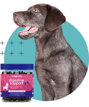 Digestive Chews – PupGrade