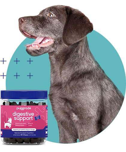 Digestive Chews – PupGrade