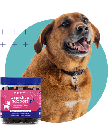 Digestive Chews – PupGrade