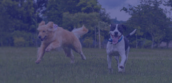 Joint Support – PupGrade