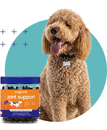 Joint Support – PupGrade