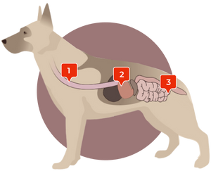 Digestive Support – PupGrade