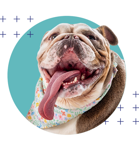 Dog Multivitamins & Joint Support Supplements by PupGrade