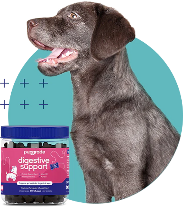 Digestive Chews – PupGrade