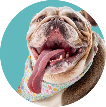 Joint Support – PupGrade